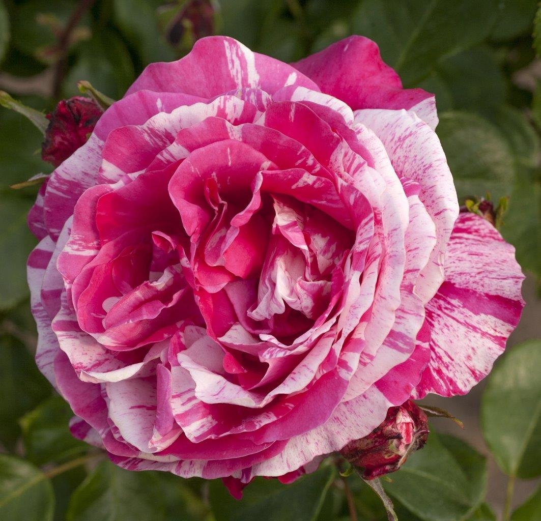 Climbing Rose Raspberry Cream Twirl - Groves Nurseries & Garden Centre