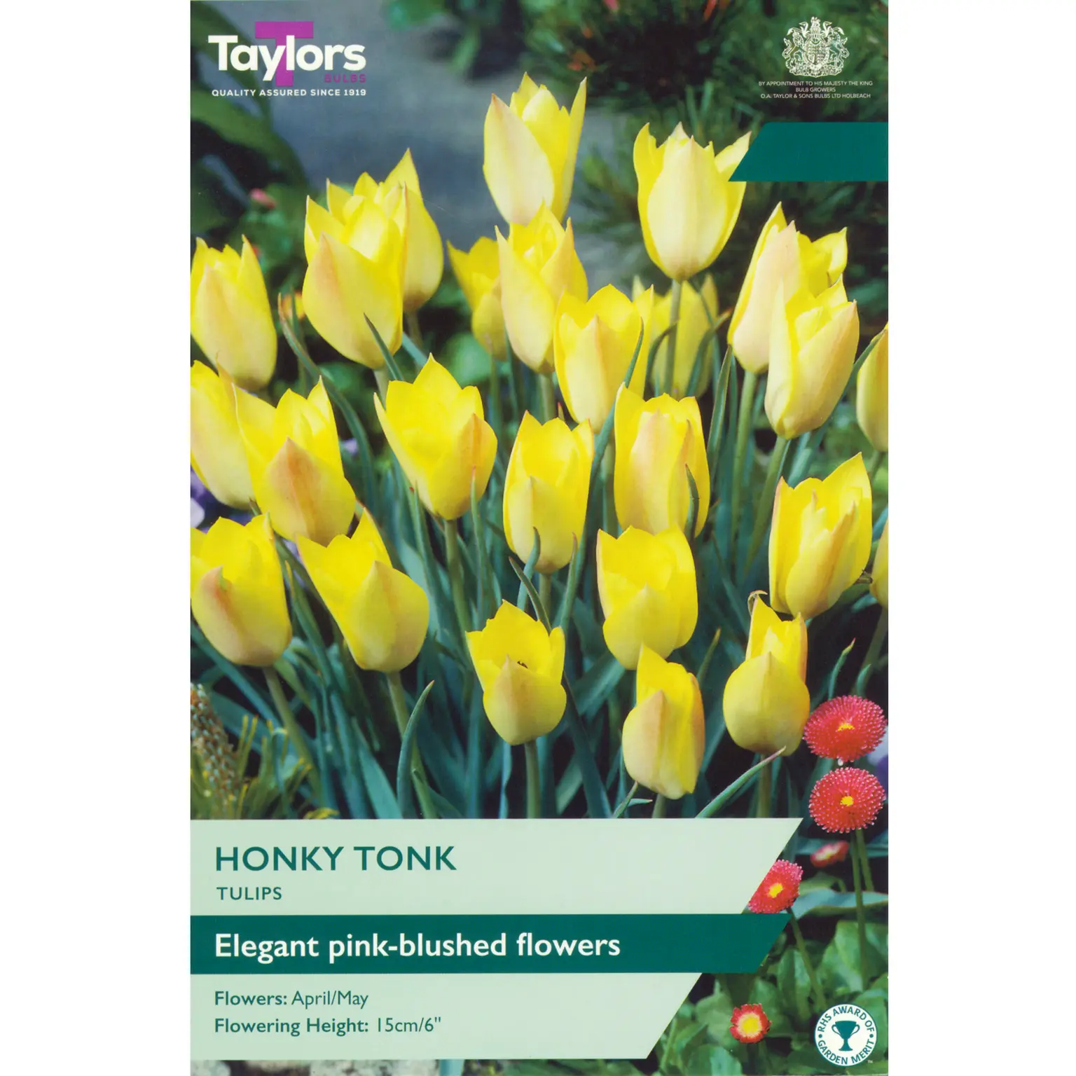 Taylors Tulip Honky Tonk - Groves Nurseries & Garden Centre