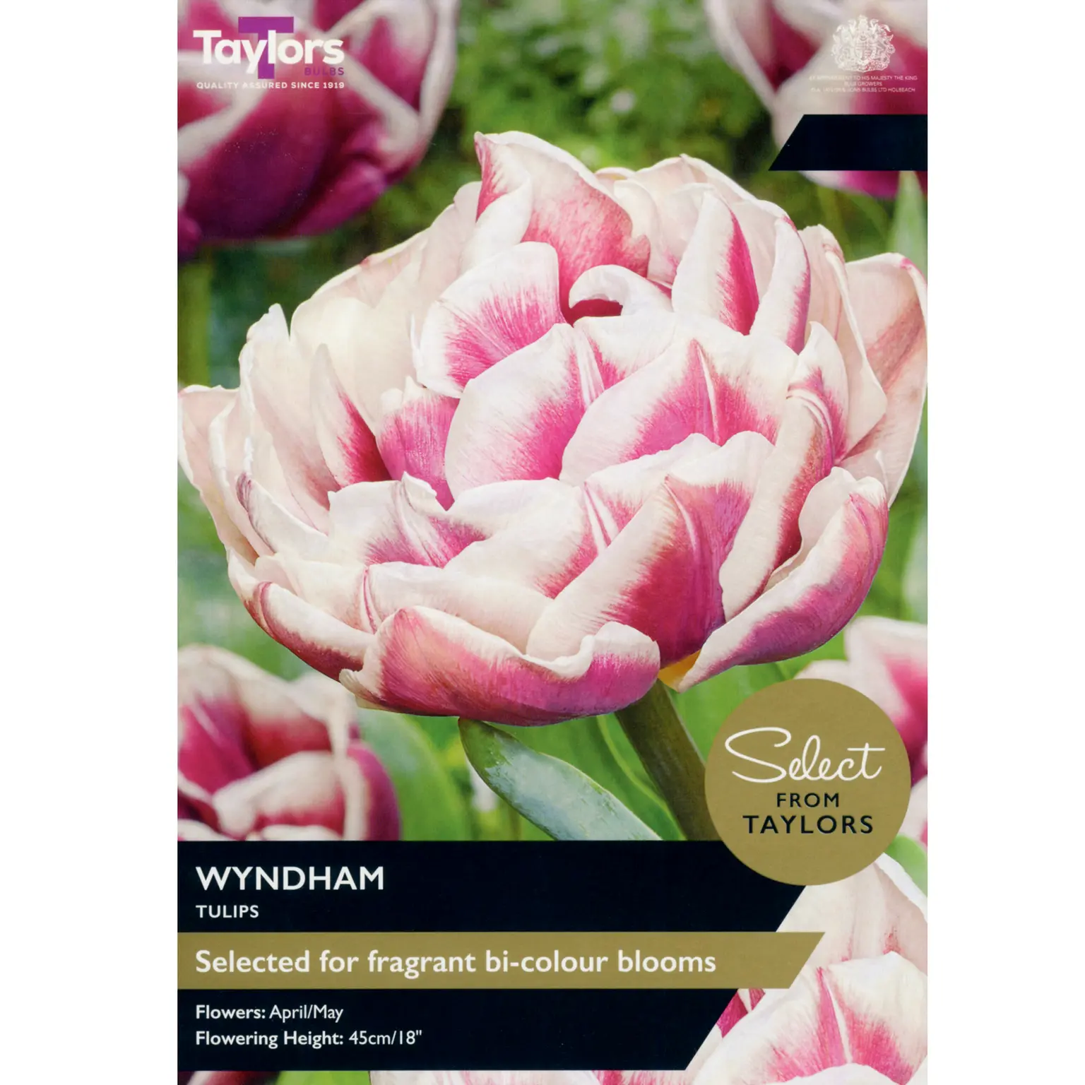 Taylors Select Tulip Wyndham - Groves Nurseries & Garden Centre