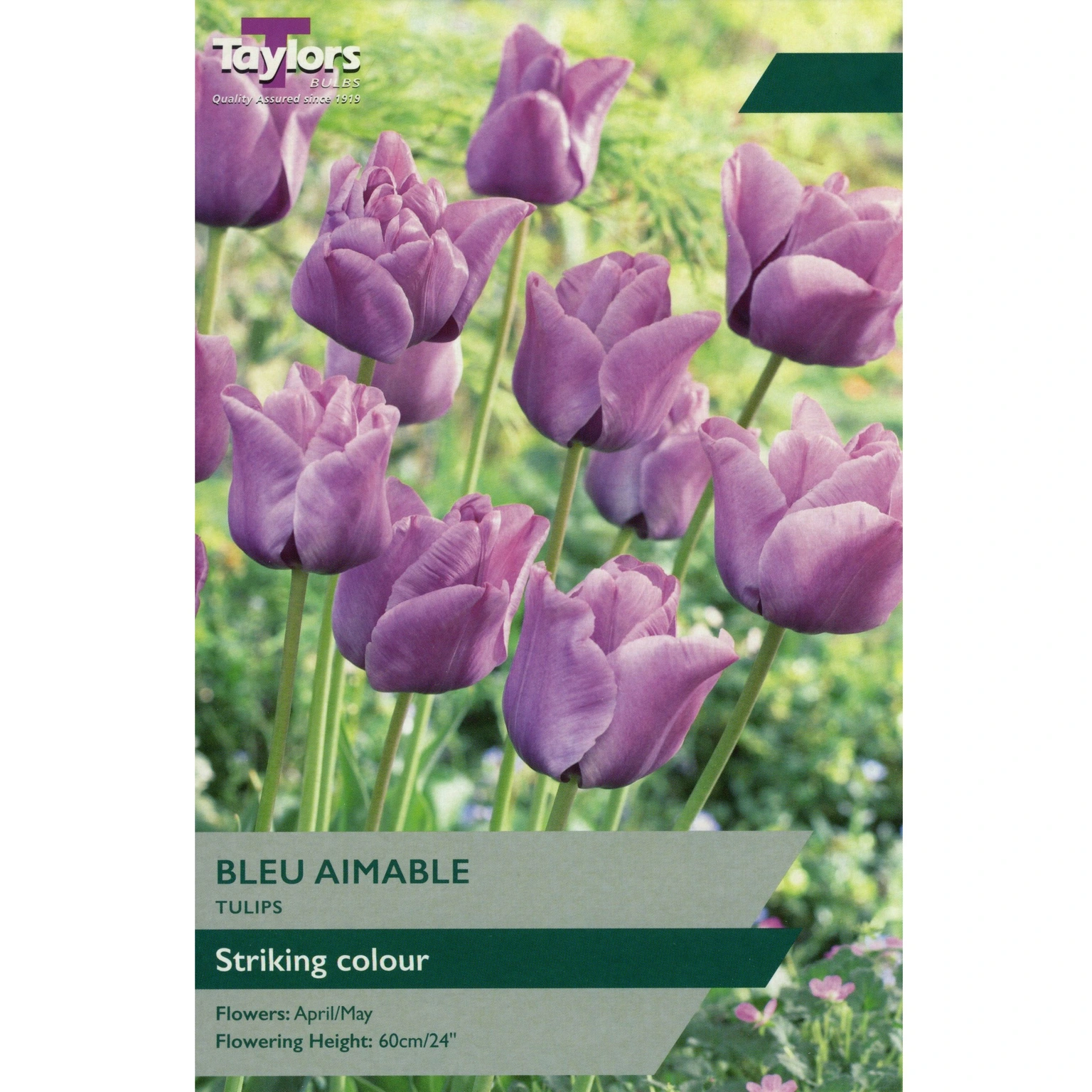 Taylors Tulip Bleu Aimable - Groves Nurseries & Garden Centre