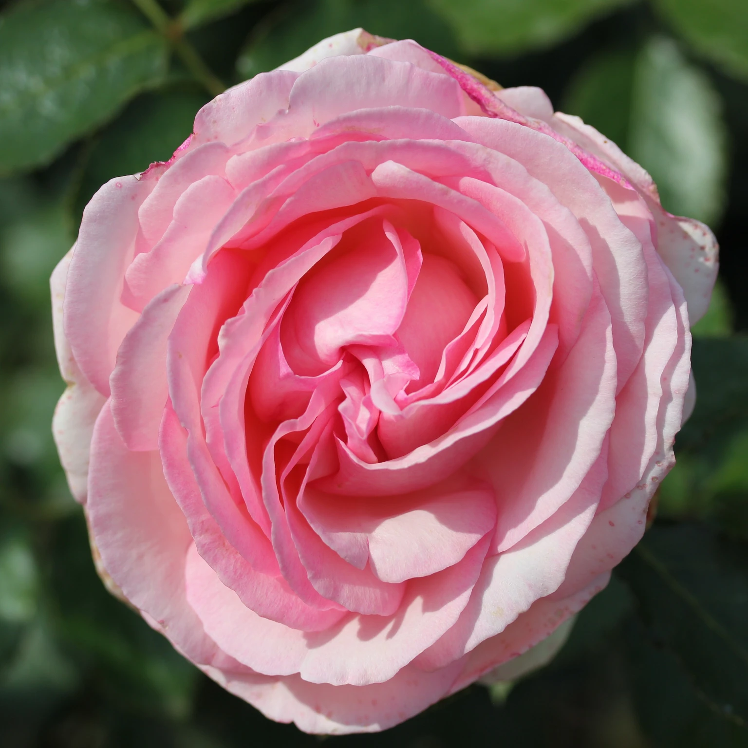 Climbing Rose Eden Rose '88 - Groves Nurseries & Garden Centre