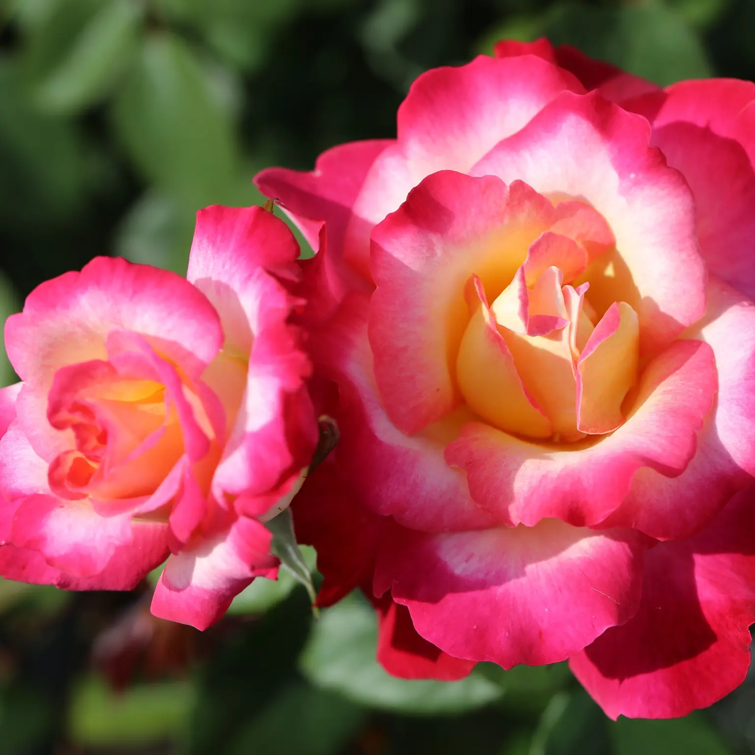 Hybrid Tea Rose You're My Everything (Rose of the Year 2025) - Groves ...