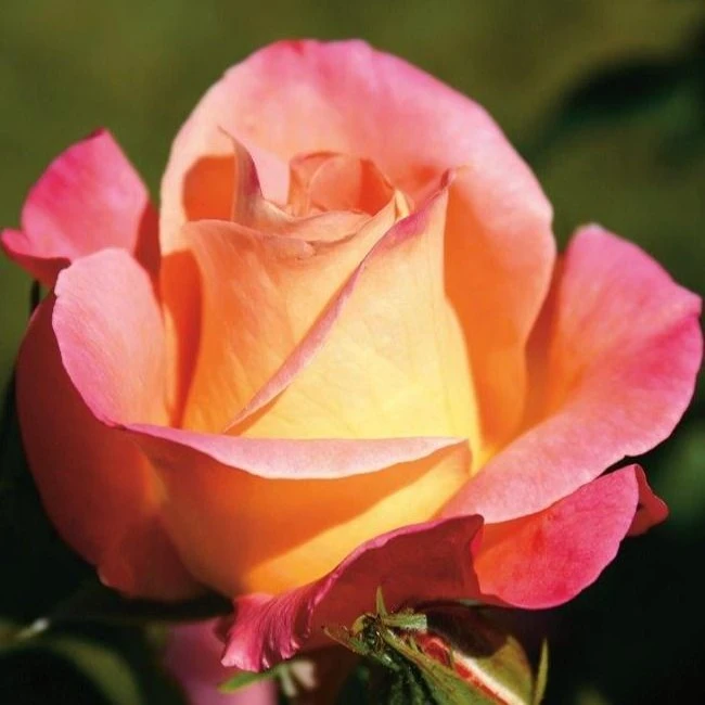 Hybrid Tea Rose Inspiration - Groves Nurseries & Garden Centre