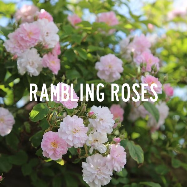 Rambling Roses - Groves Nurseries & Garden Centre