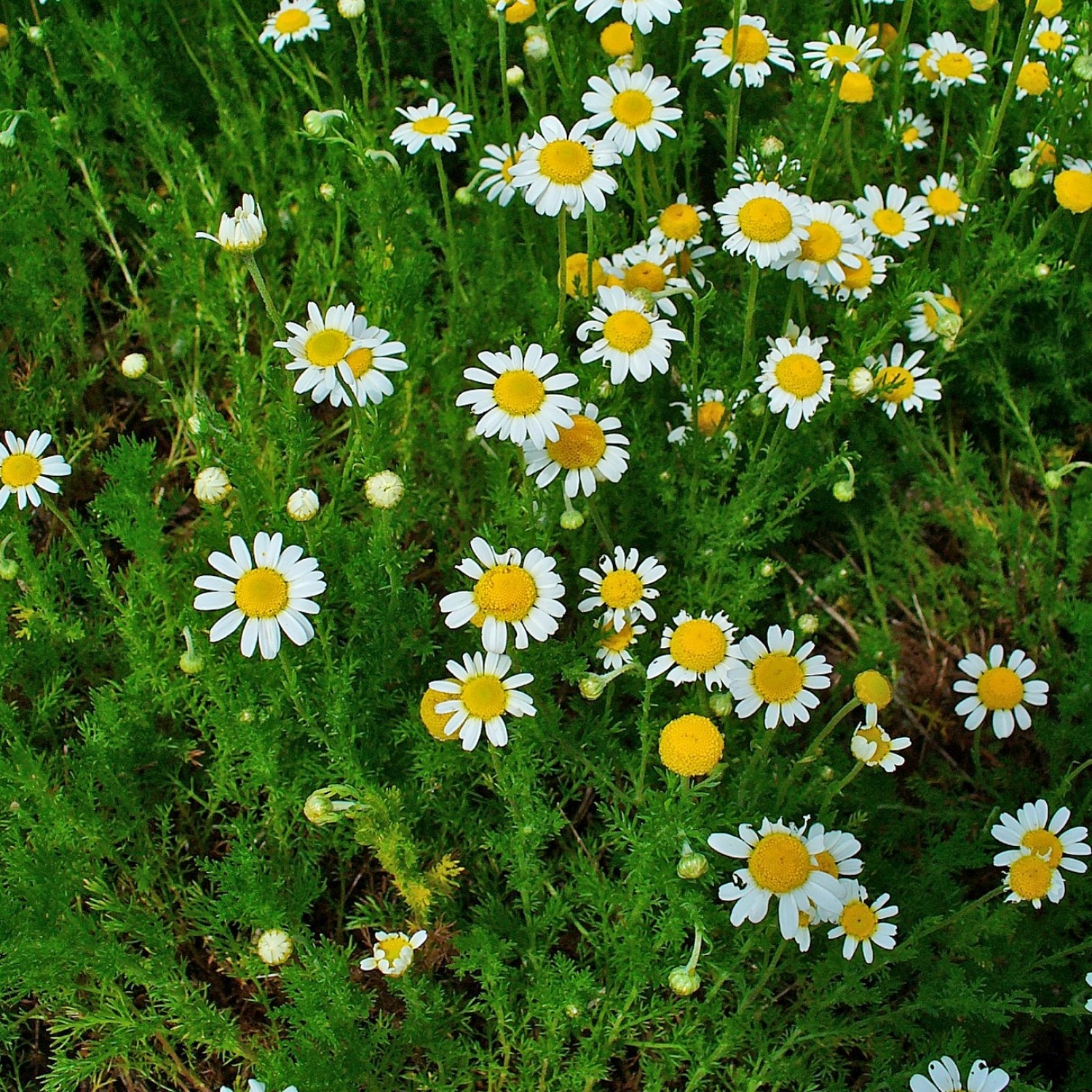 Roman Chamomile Herbal Tea 12cm - Groves Nurseries & Garden Centre