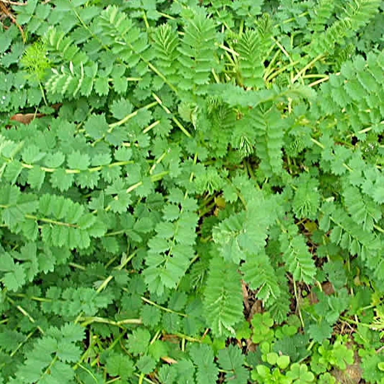 Salad Burnet Herb 12cm - Groves Nurseries & Garden Centre