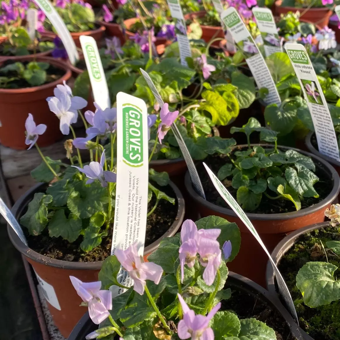 "Scented Violet Collection" - Groves Nurseries & Garden Centre