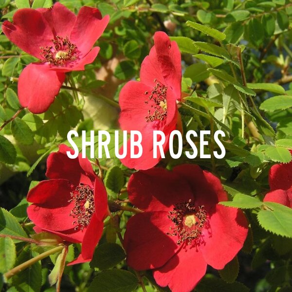 Shrub Roses - Groves Nurseries & Garden Centre