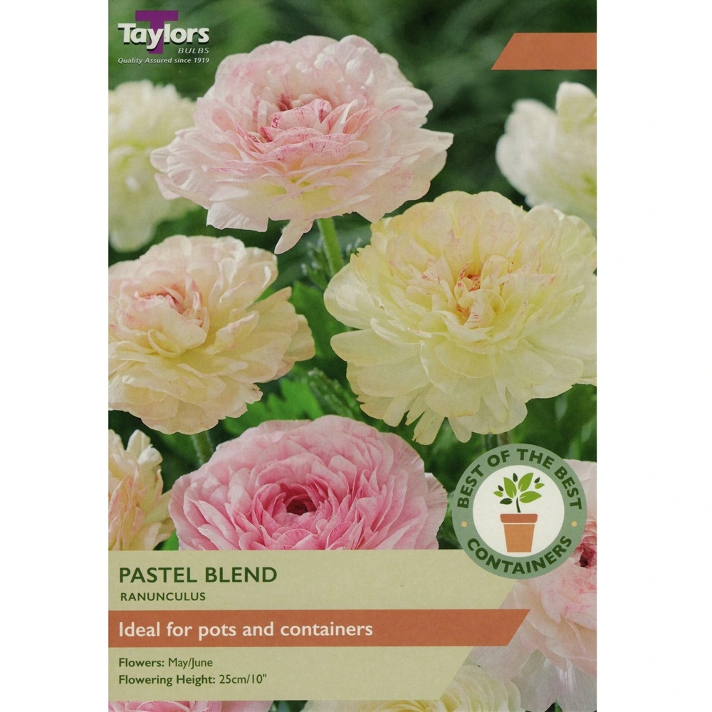 Taylors Best of the Best Ranunculus Pastel Blend - Groves Nurseries ...