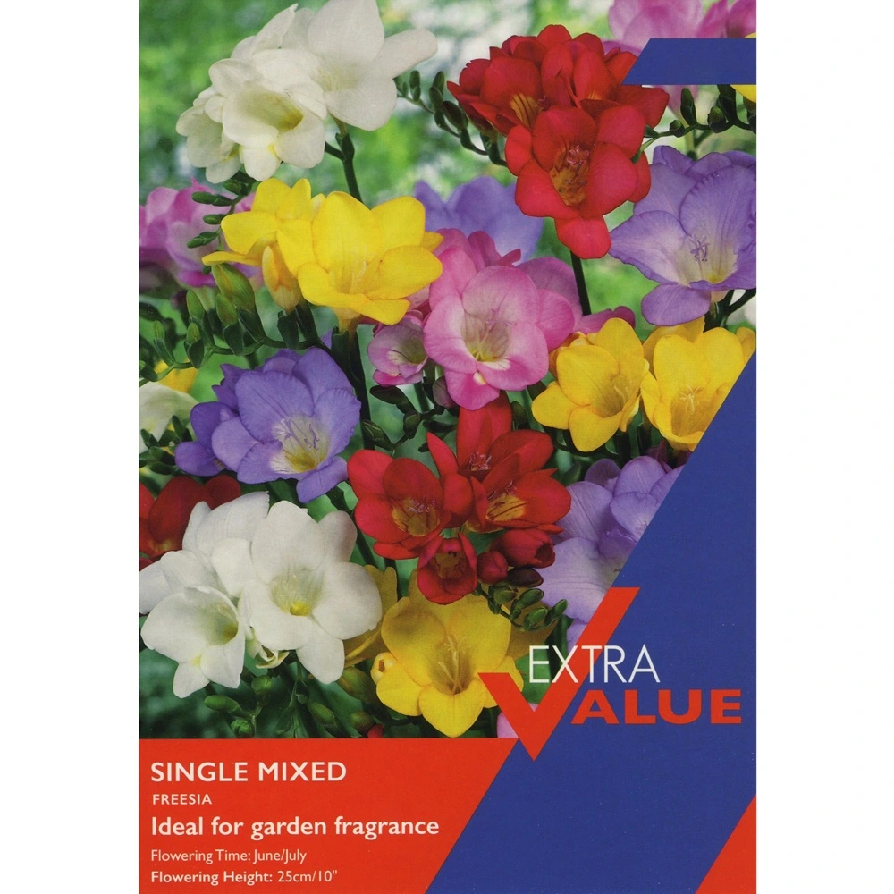 Taylors Extra Value Freesia Single Mixed - Groves Nurseries & Garden Centre