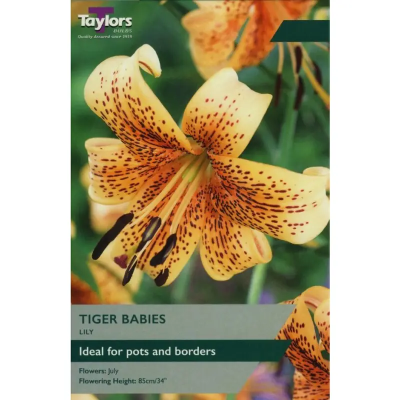 Taylors Lily Tiger Babies - Groves Nurseries & Garden Centre