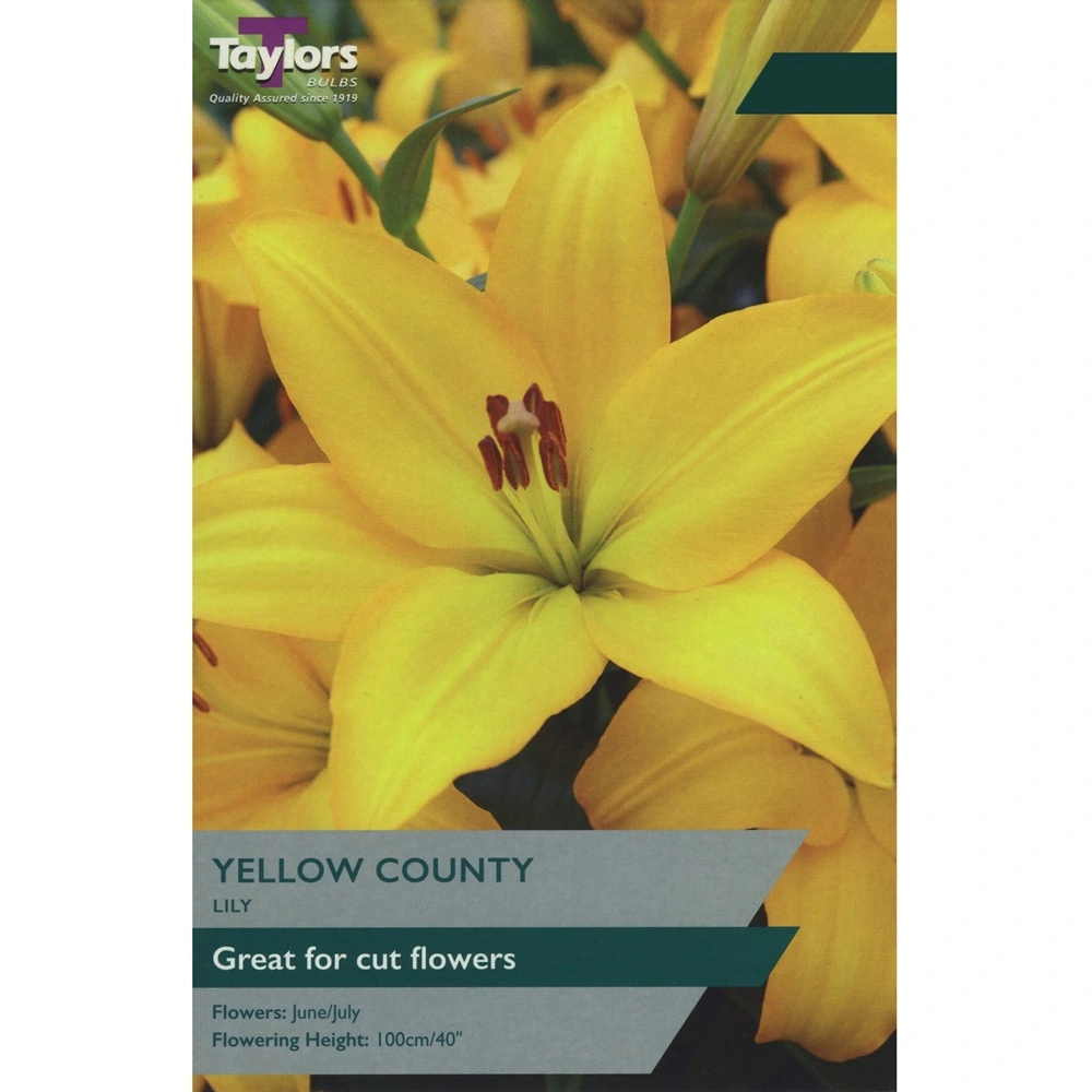 Taylors Lily Yellow County - Groves Nurseries & Garden Centre