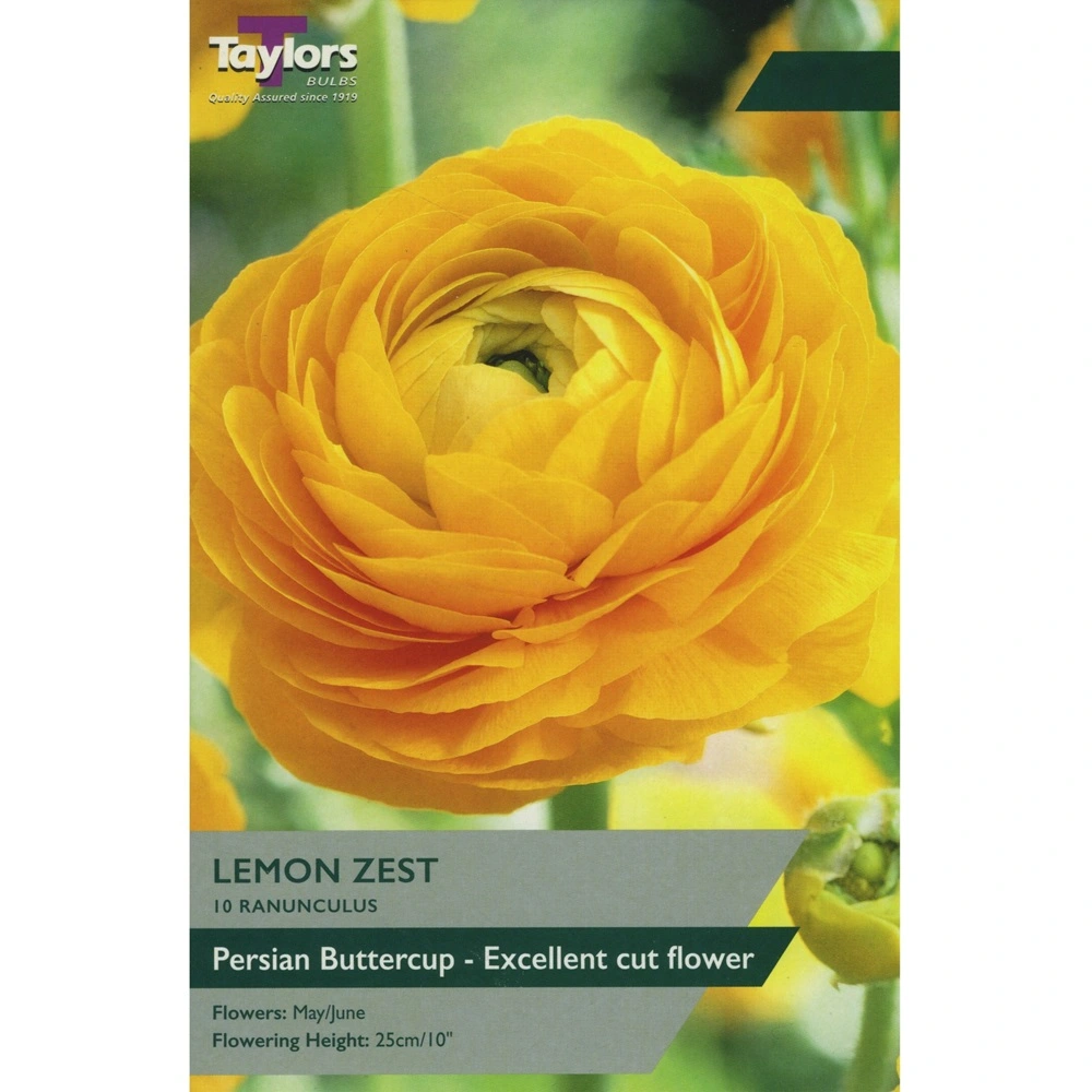 Ranunculus Lemon Zest - Groves Nurseries & Garden Centre