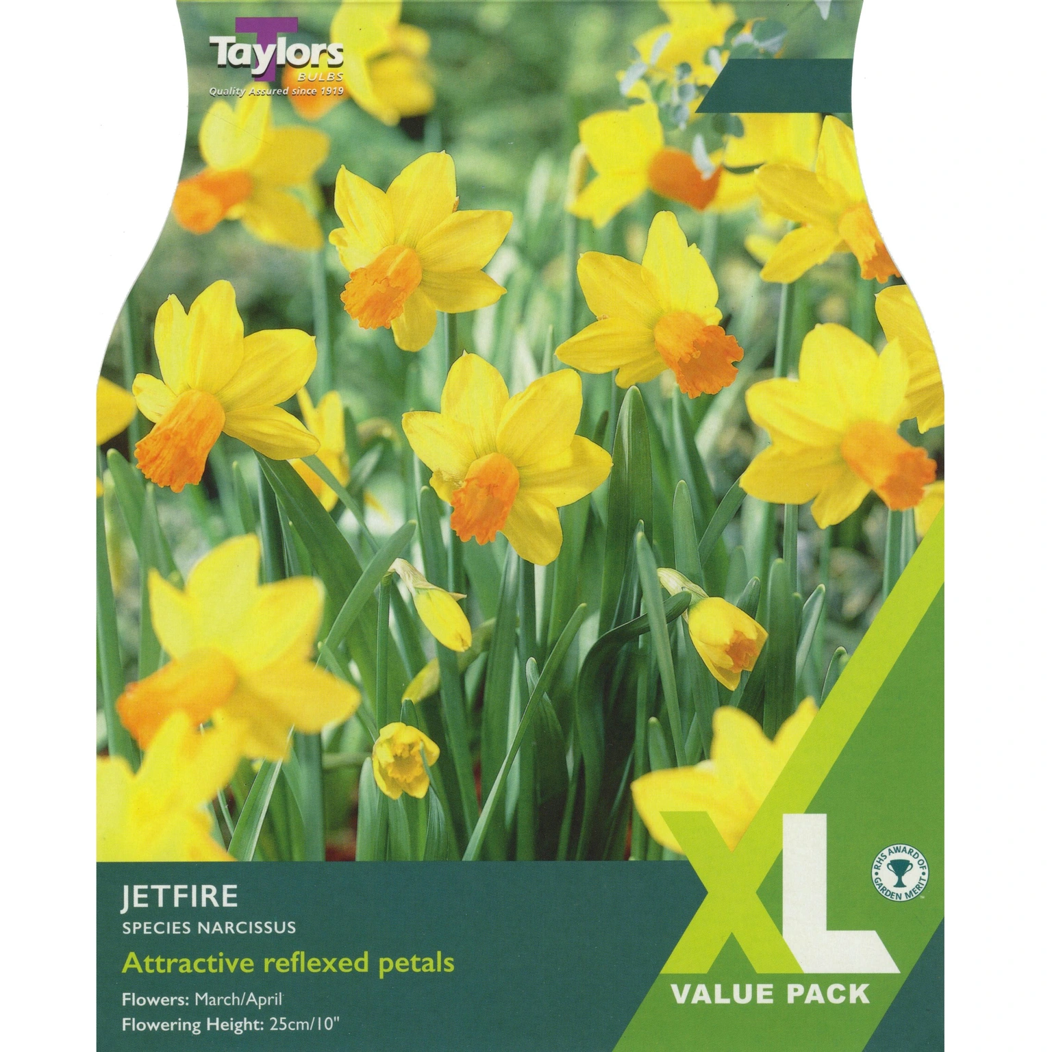 Taylors XL Species Narcissus Jetfire - Groves Nurseries & Garden Centre