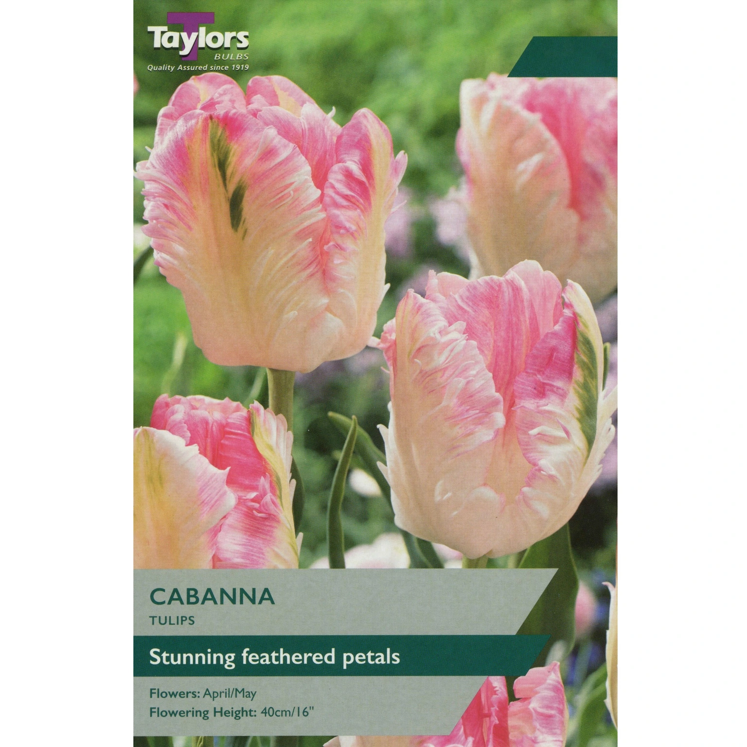 Taylors Tulip Cabanna - Groves Nurseries & Garden Centre