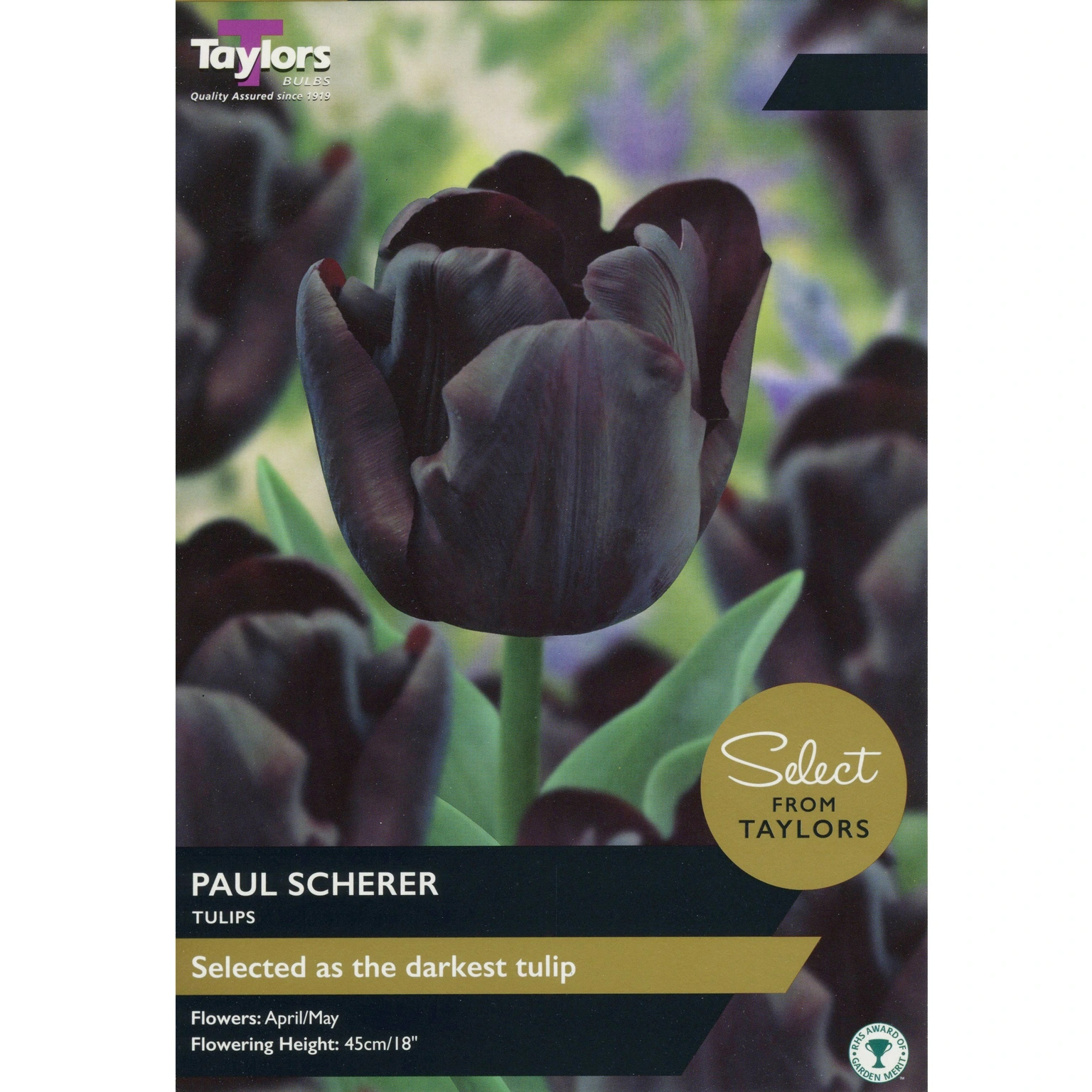 Taylors Select Tulip Paul Scherer - Groves Nurseries & Garden Centre
