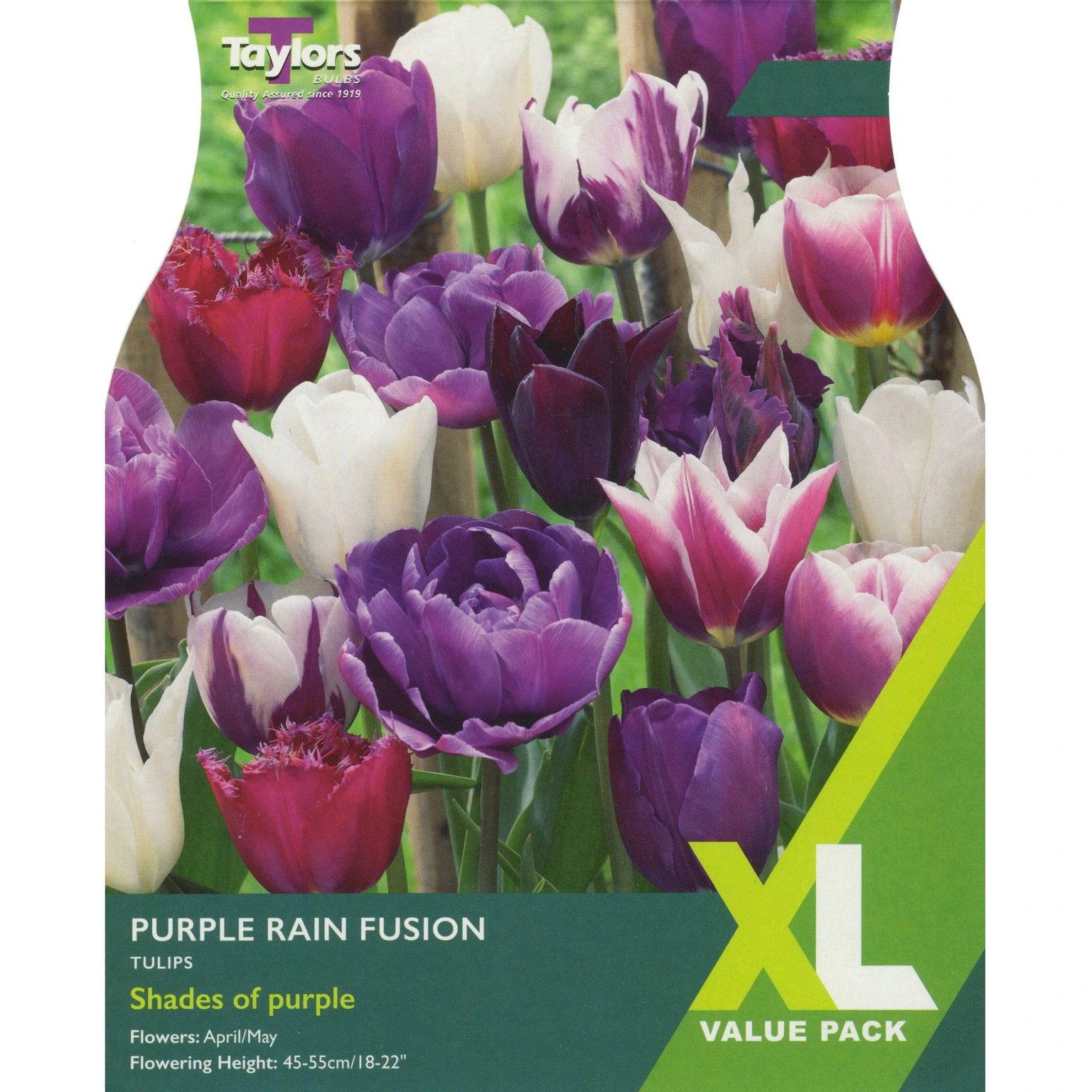 Taylors XL Tulip Purple Rain Fusion - Groves Nurseries & Garden Centre