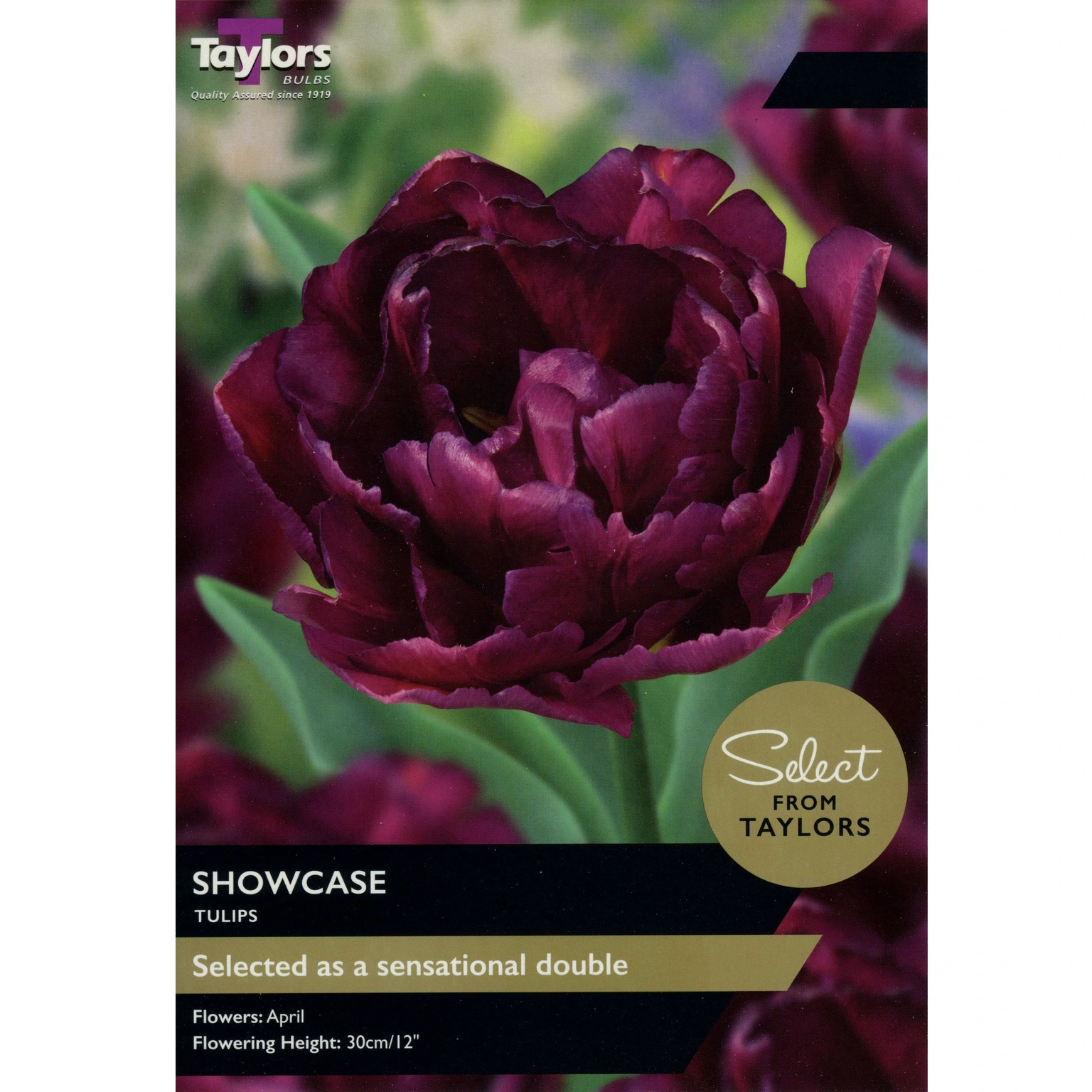 Taylors Select Tulip Showcase - Groves Nurseries & Garden Centre